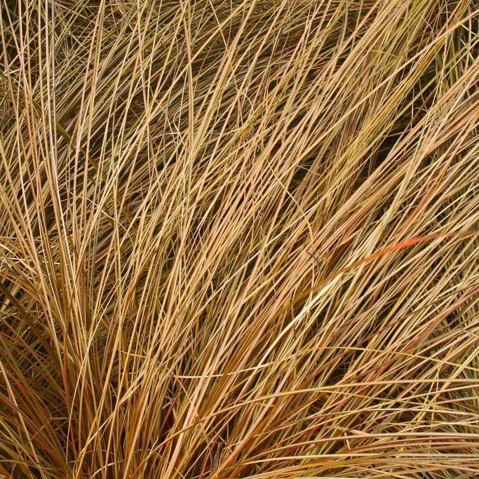 Carex comans Bronze