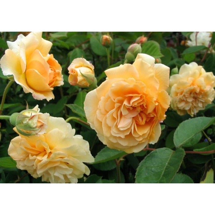Luxury Garden Roses - Premier Collection - Pack of SIX Assorted Bush Roses