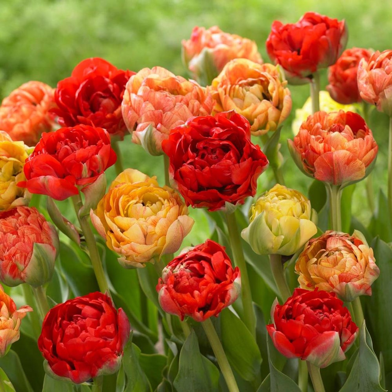 Tulip Gudoshnik Double - Pack of 25 Peony Flowered Double Tulips