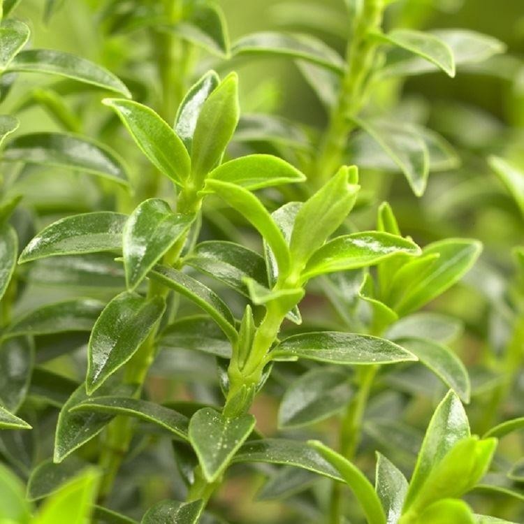 Hebe Newzealand Gold Large Specimen Plant