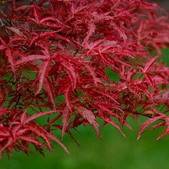 LARGE Acer Japanese Maple Tree - Beni Komachi - 100-120cms Specimen