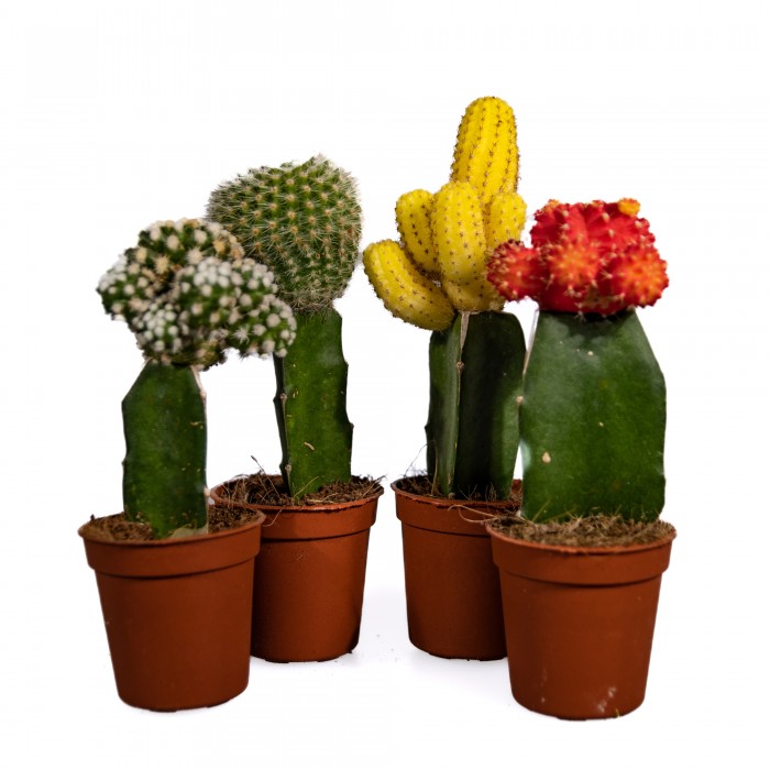 Moon Cactus Collection - THREE different Cacti Colours