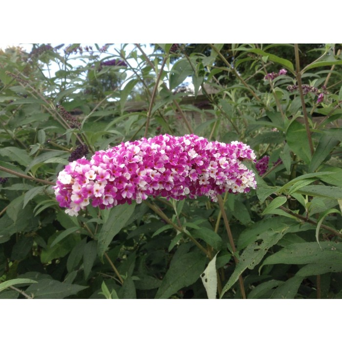 Buddleja - Berries & Cream - New Buddleia Butterfly Bush with multi ...
