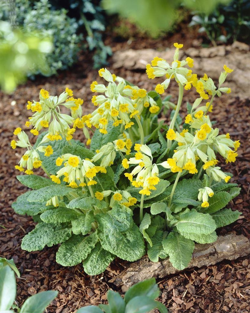 Primula veris - Native Cowslip