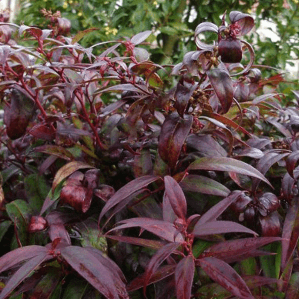 Leucothoe keiskei 'Royal Ruby' - Switch Ivy