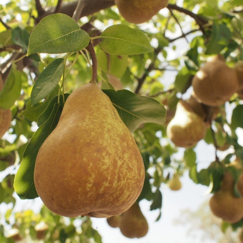 Premium Speciality Chefs Selection for the Fruit Connoisseur - Fruit ...