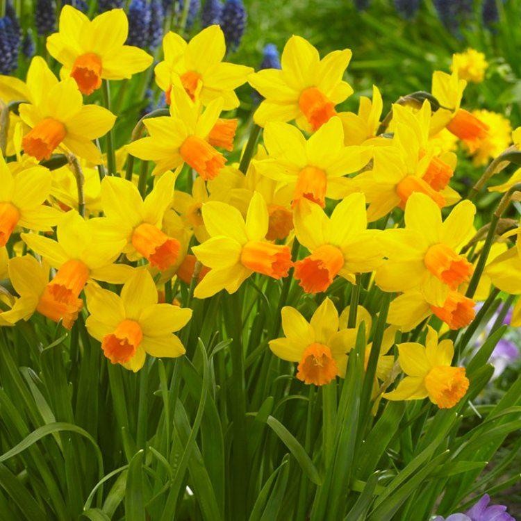 Jetfire Dwarf Daffodils in Bud