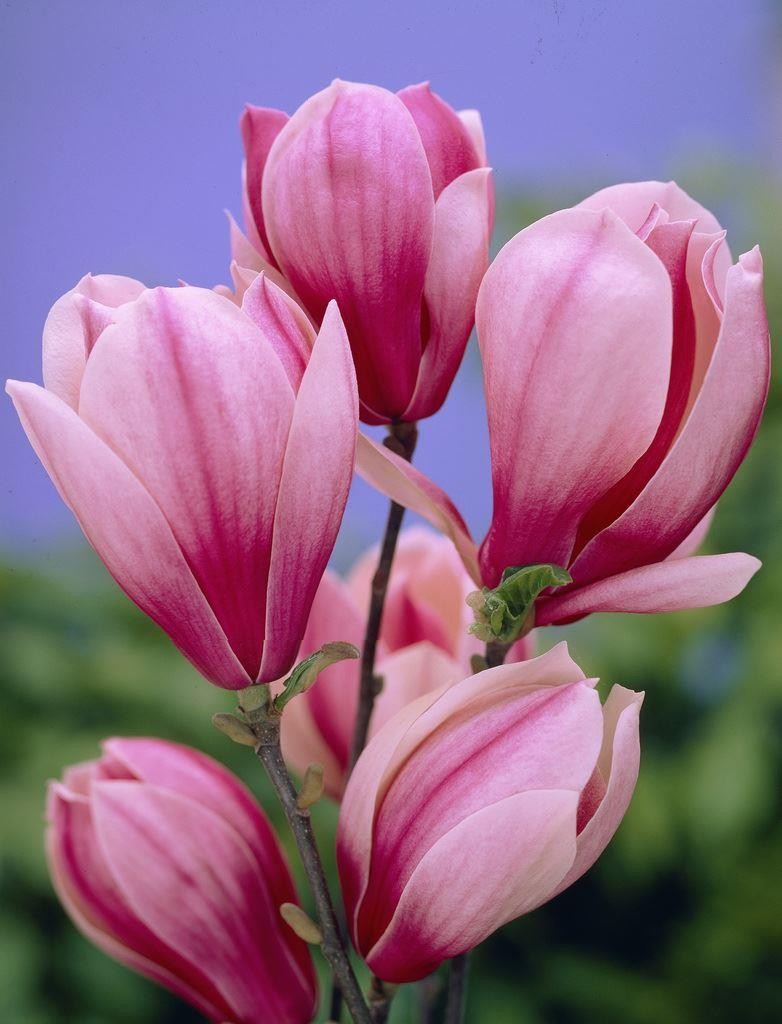 Magnolia Red Lucky - Chinese Magnolia Shrub