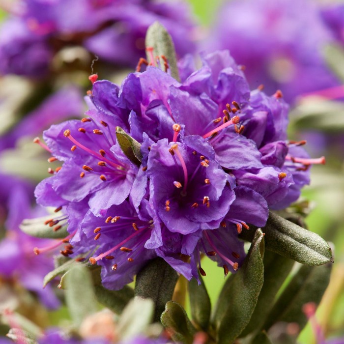 Rhododendron impeditum Dwarf Blue Silver