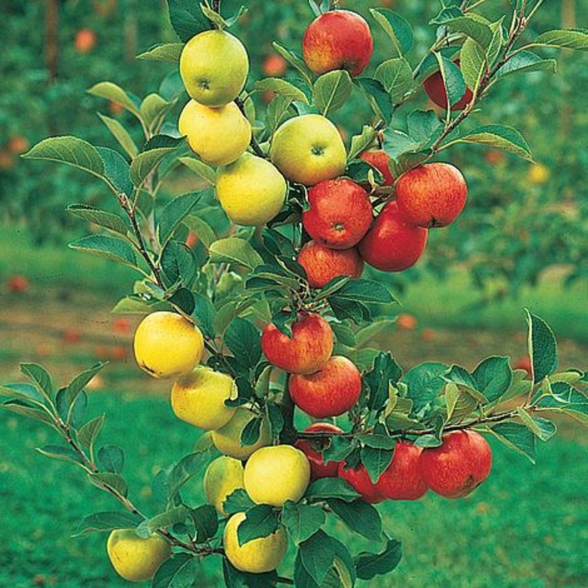 Apple Tree - Duo Tree - Golden Delicious and Gala Apple - Large ...