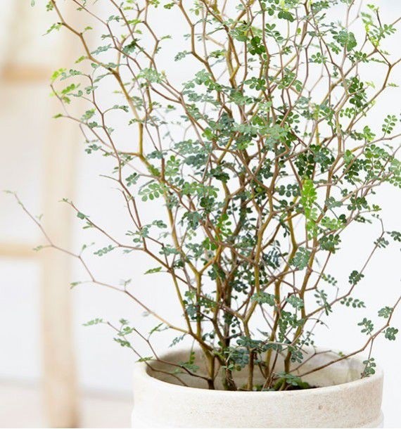 Sophora Little Baby