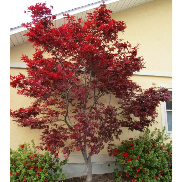 Acer palmatum Red Emperor - Japanese Maple - LARGE circa 120cm