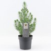 Christmas Tree - Pinus pinea Silver Crest - Stone Pine
