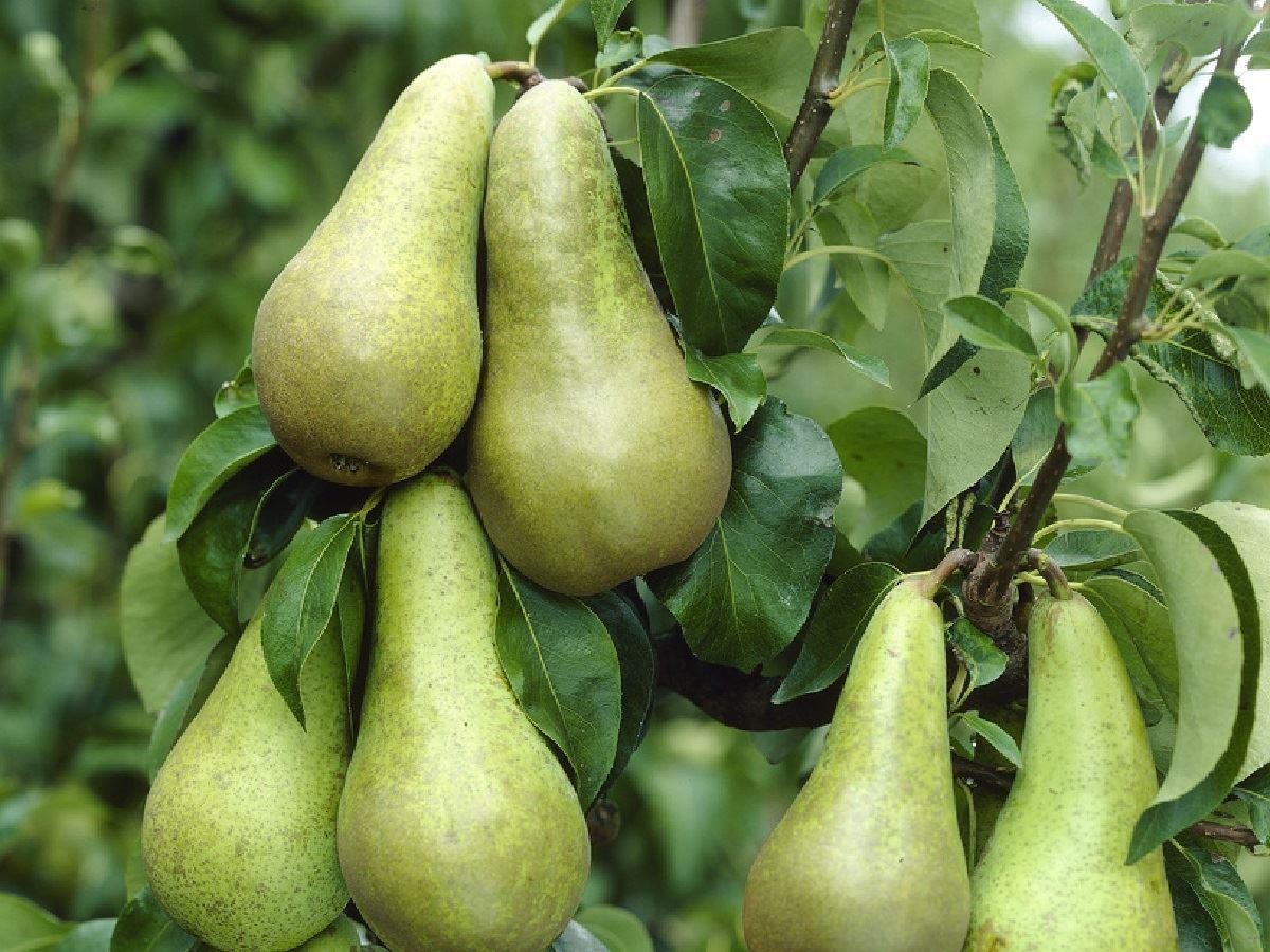 PEAR TREE - Multi-Variety Fruit Tree - PEAR - 5 varieties on one Tree!