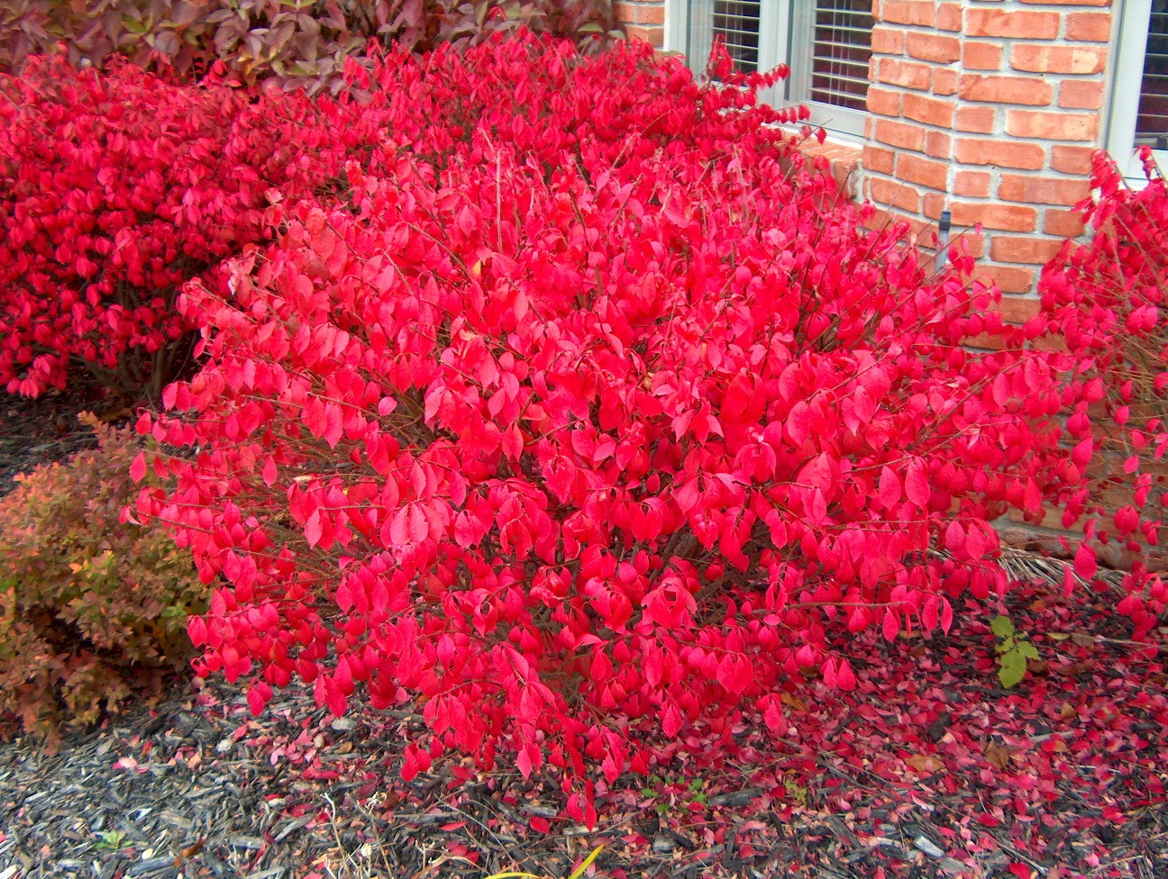 Burning Bush Plant