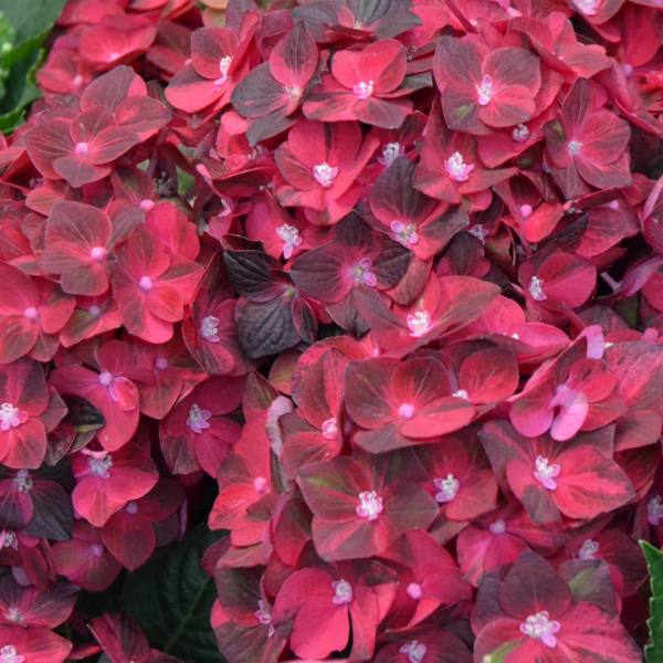 Hydrangea Dark Ruby - Large Flowered Mophead Hydrangea - XXXL Plants