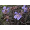 Geranium pratense Midnight Reiter (Purple Heron)