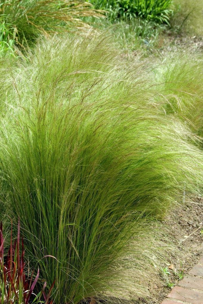 Stipa tenuissima Ponytails - Pack of THREE Mexican Feather Grass Plants