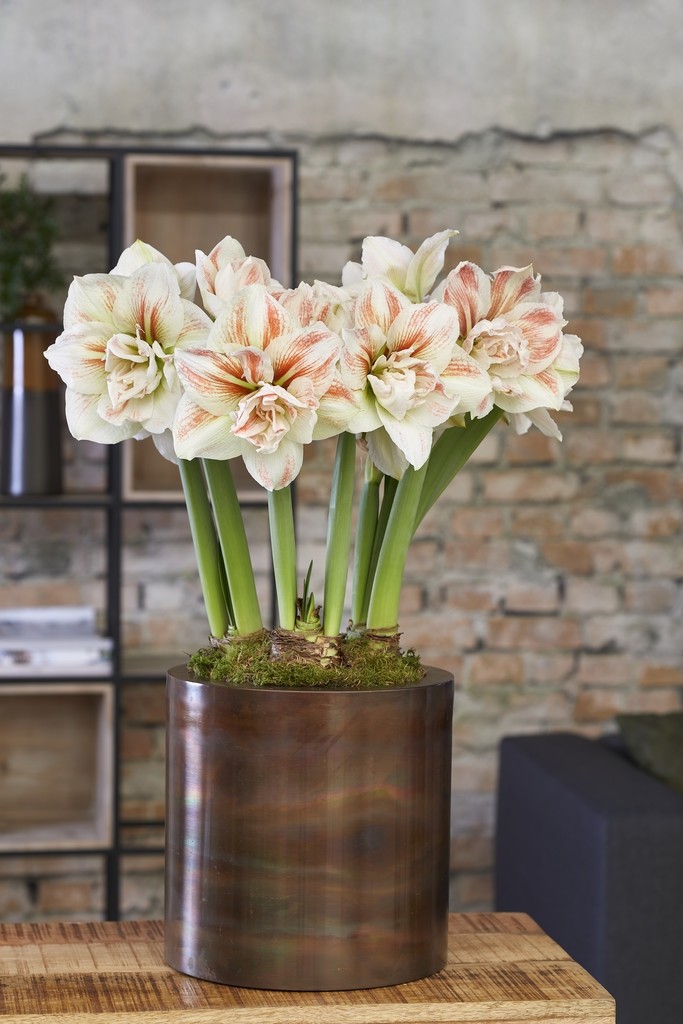 Amaryllis - NYMPH - Double Flowered Hippeastrum Bulb