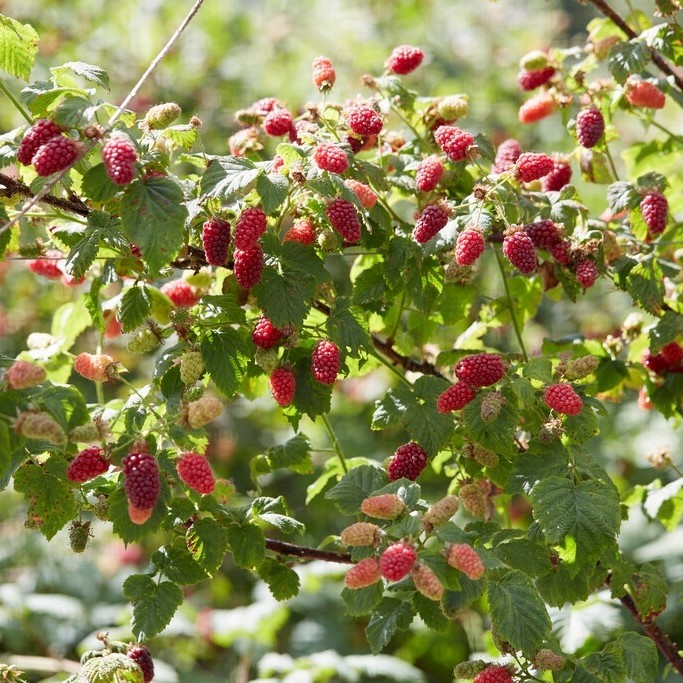 Rubus Tayberry - Raspberry Blackberry Hybrid