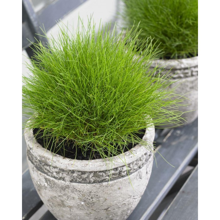 Festuca gautieri Green - Pack of THREE