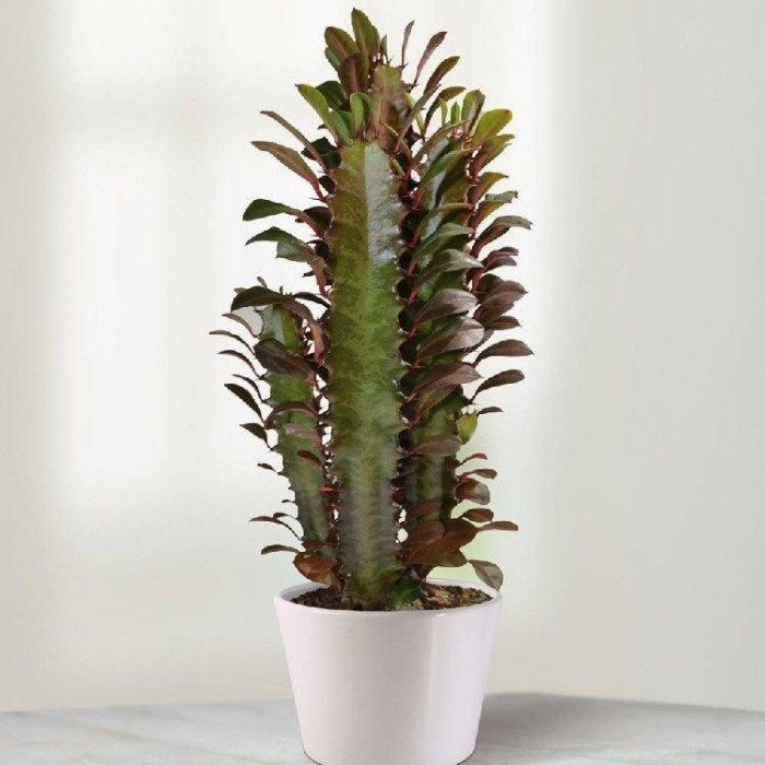 Large African Milk Tree - Euphorbia trigona rubra - Large indoor Cactus