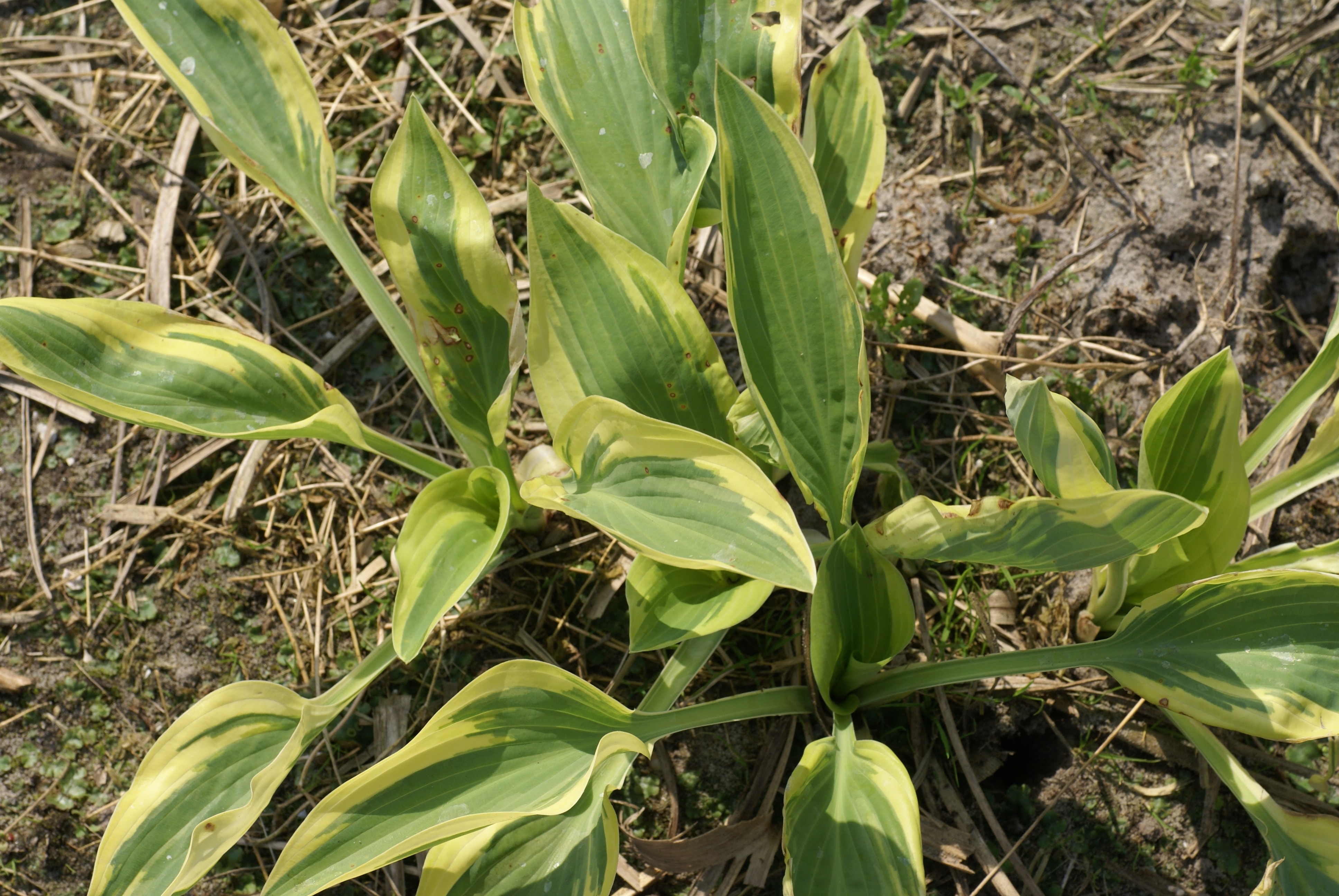 Hosta 'Angelique' - Pack of 3 Bare Root