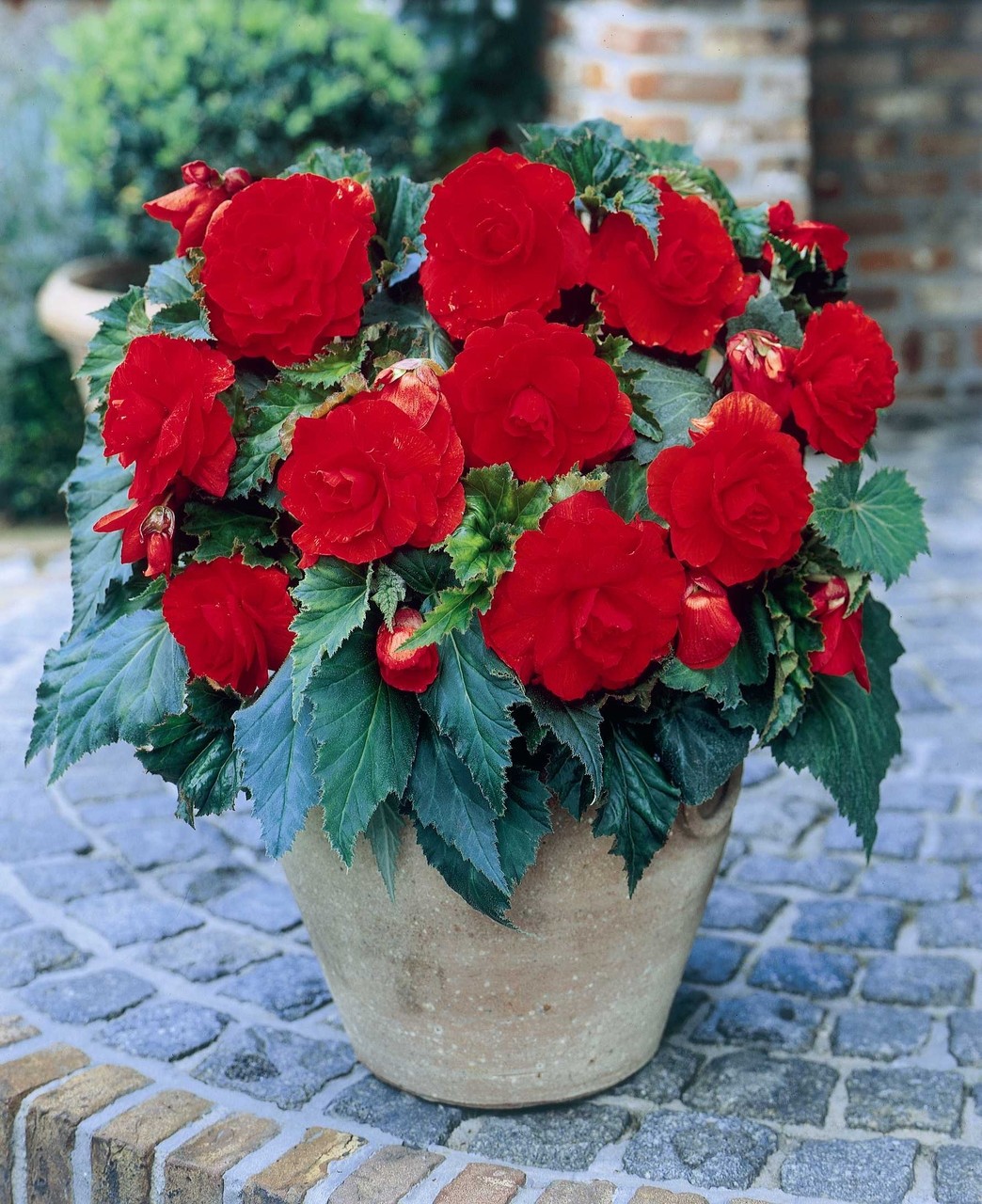 Begonia Double Red