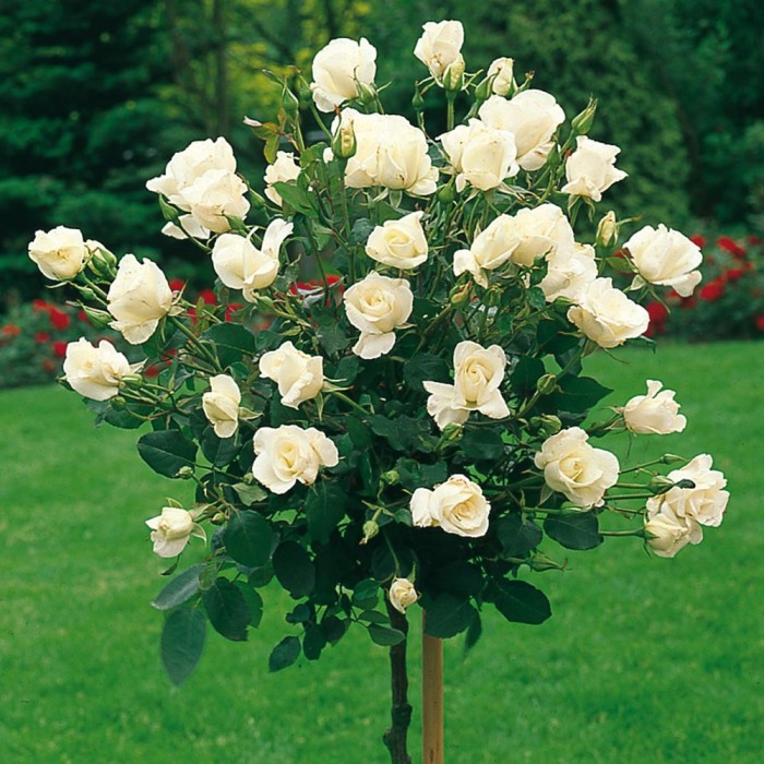 Large Standard Rose Tree 'White Swan' - circa 150cms tall
