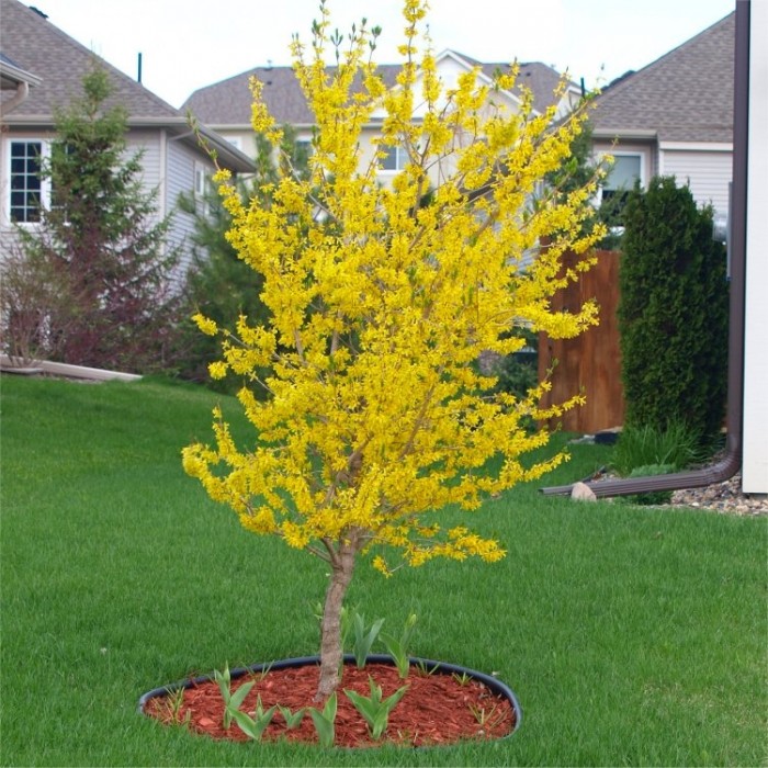 Forsythia intermedia Week-End - Large Standard Specimen Tree