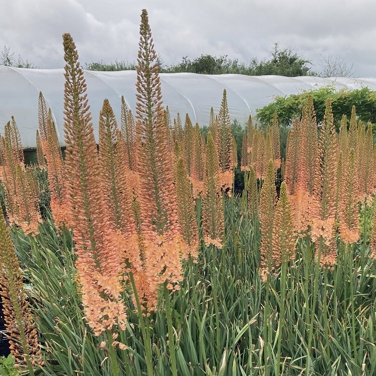 Eremurus x isabellinus Romance - Foxtail Lily