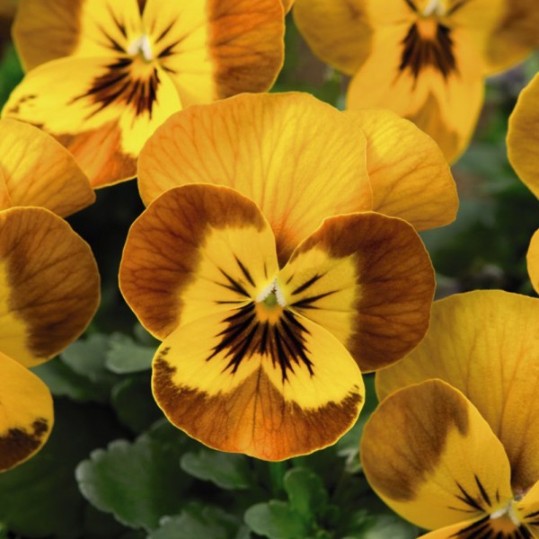 Viola Orange - Pack of Six Plants