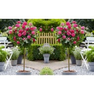 Rose Trees - Patio Standard Rose Trees - Gardening Express