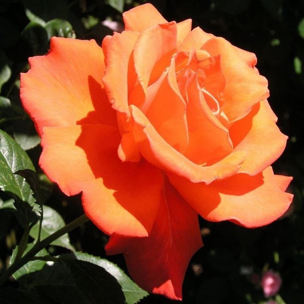 Gardening Express - Roses - Bush and Shrub Roses