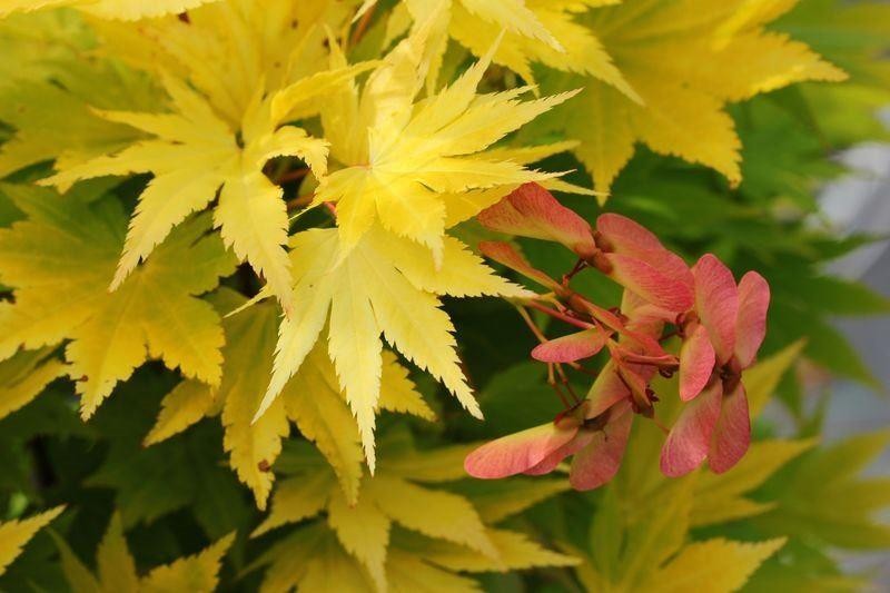 Acer shirasawanum Jordan - Golden Full Moon Maple