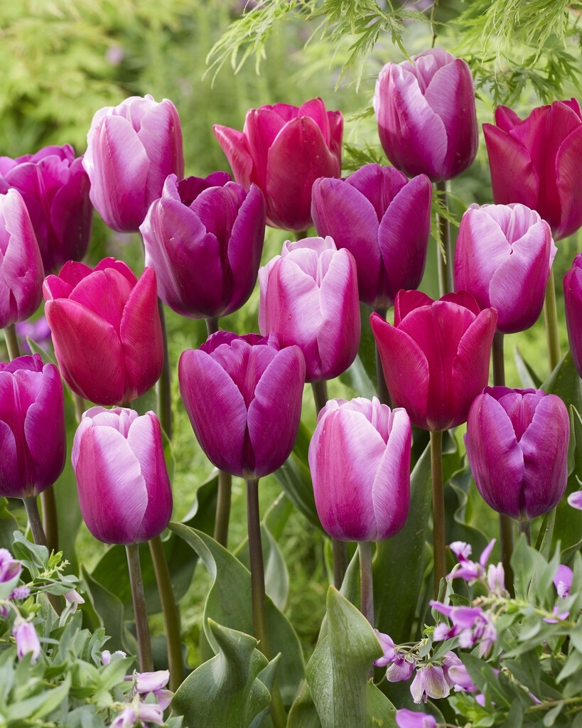 Tulip Triumph Purple-White Mix - Pack of 30 Bulbs