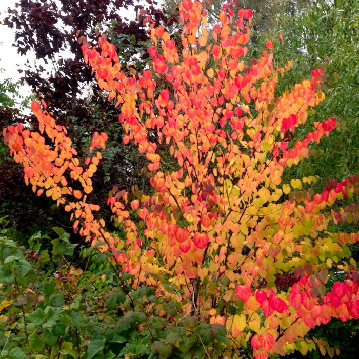 Toffee Apple Tree - Cercidiphyllum japonicum - Katsura Tree circa 80-120cm