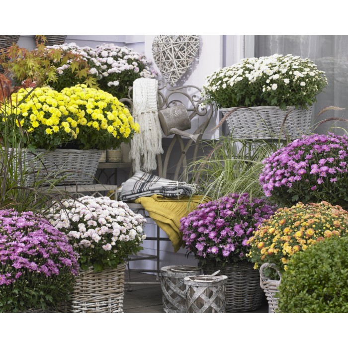 Colourful GIANT Garden Mum Balls - Chrysanthemums - Assorted Colours ...