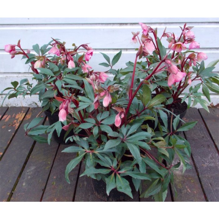 Winter Bells Helleborus - Hellebore Plant in Bud & Bloom