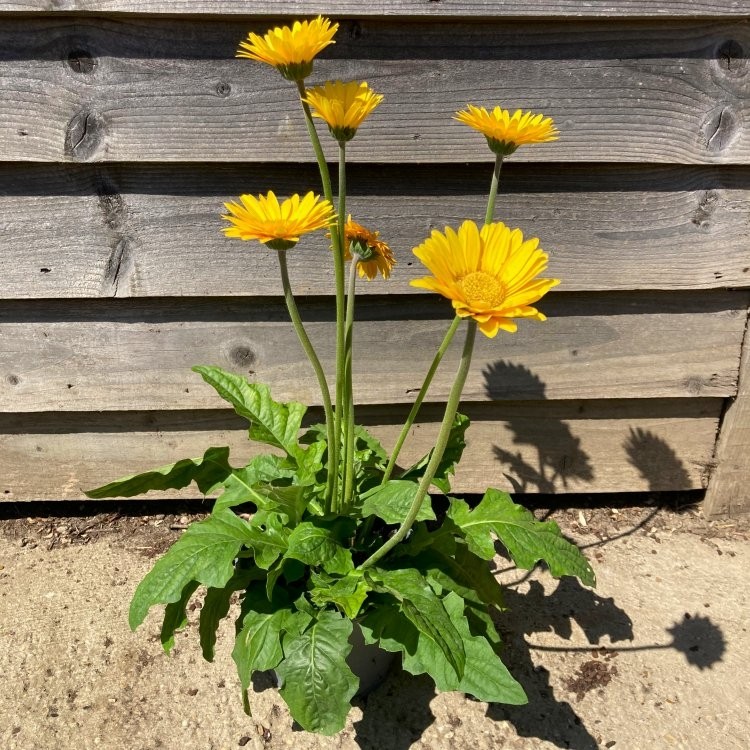 Giant Flowered Gerbera Garvinea Yellow Smile - Beautiful Hardy Gerbera ...