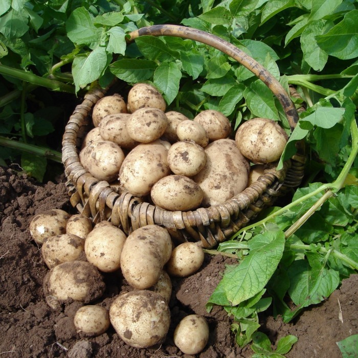 Maris Piper - Main Crop Seed Potatoes - Pack of 10