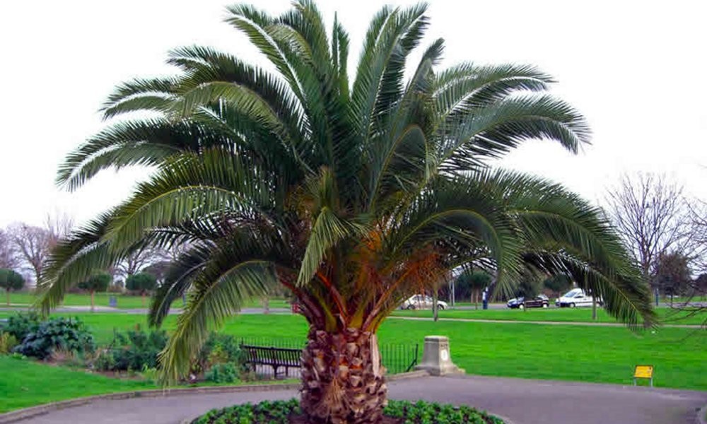 GIANT Phoenix canariensis - Canary Island Date Palm - LARGE PATIO PALM ...