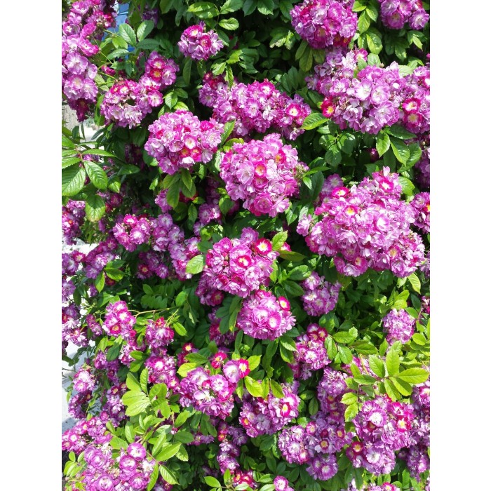 Climbing Rose - Perennial Blue