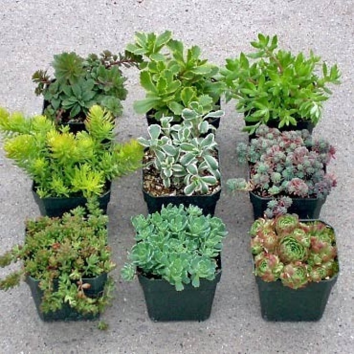 Hardy Succulent Sedum Collection - Pack of FIVE Evergreen Hardy Plants ...