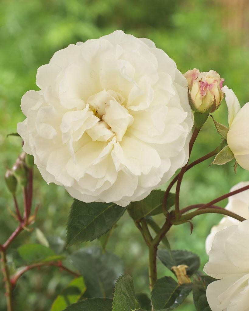 Rose Prosperity - Hybrid Musk Shrub Rose
