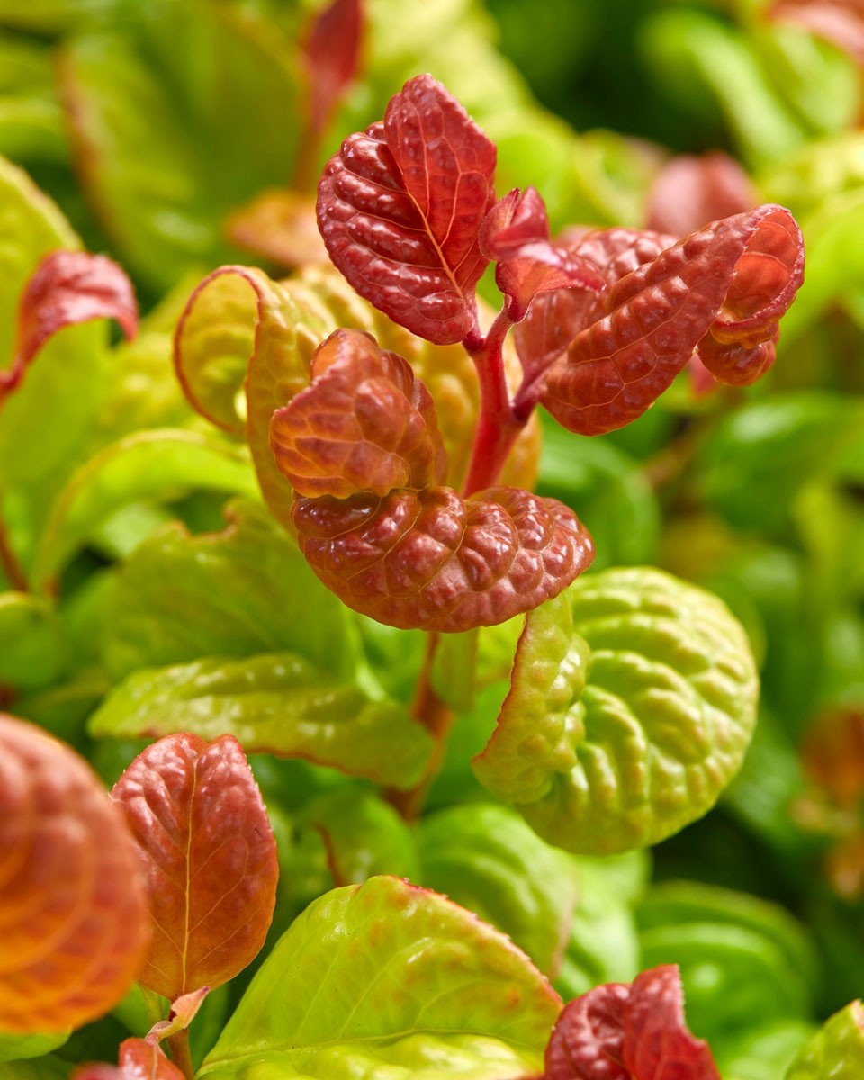 Leucothoe axillaris Curly Gold - Unique Twisted Evergreen Foliage