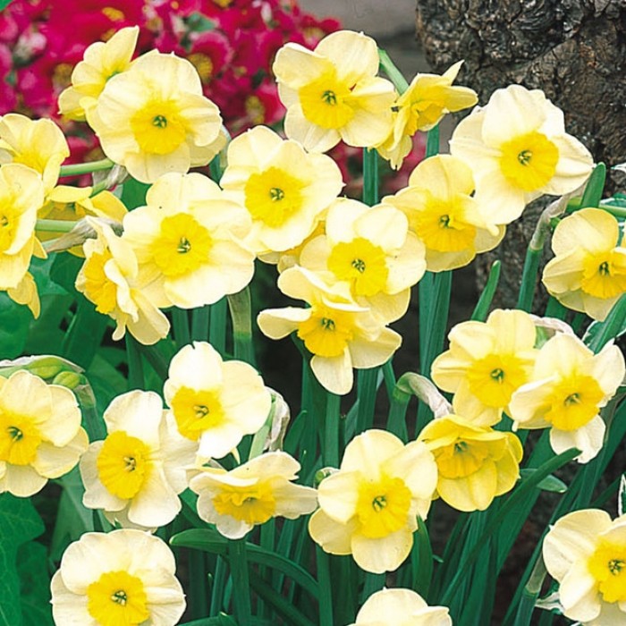 Daffodil - Narcissus Sundisc
