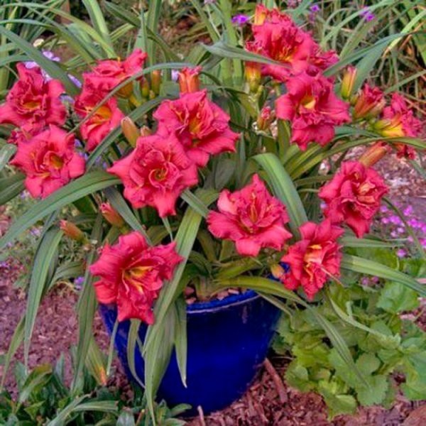 Repeat Flowering Double Day Lily Collection - Hemerocallis - Pack of FIVE
