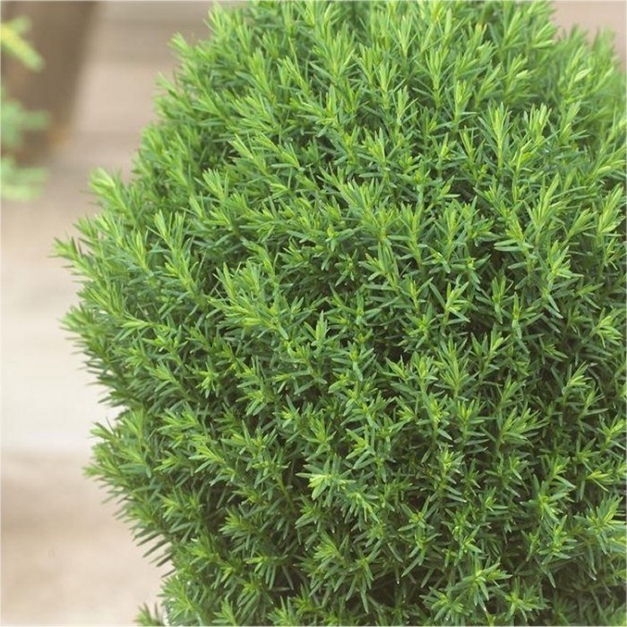 Thuja occidentalis 'Teddy' - Dwarf Slow Growing Conifer