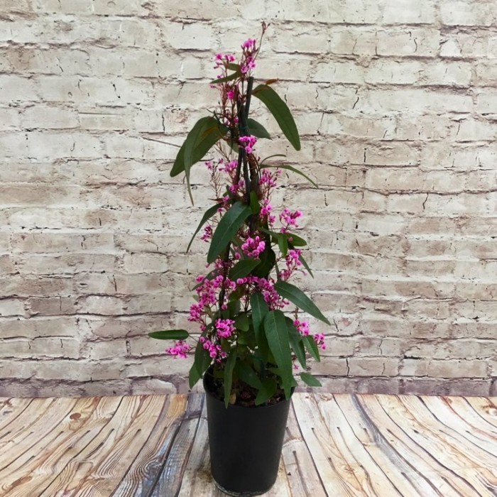 Hardenbergia violacea Rosea Candy Wrapper - Evergreen Pink Coral Pea
